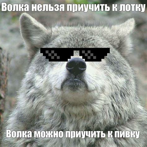 Мем Волка нельзя приучить к лотку Волка можно приучить к пивку Все