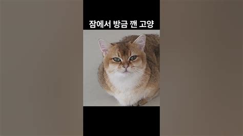 꿈뻑꿈뻑 어기적 어기적 말하는고양이 잠안올때보기좋은영상 Cat 고양이일상 Shortvideo Youtube
