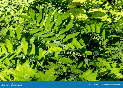 Solomons Seal Polygonatum Multiflorum Green Stem With Tubular Bell