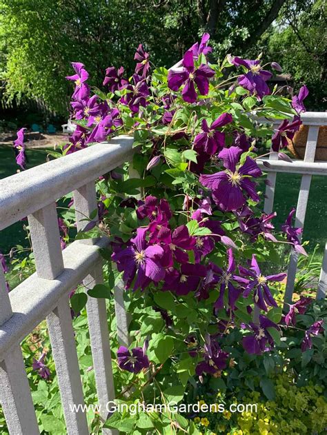 Growing Clematis The Complete Guide Gingham Gardens