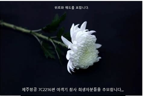 제주항공 여객기 참사 희생자분들을 추모합니다 햇빛이면 돼