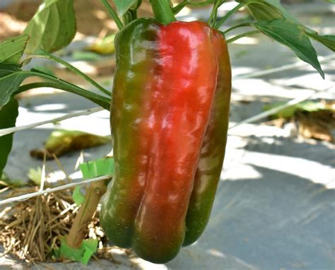 O cultivo do pimentão Revista Cultivar