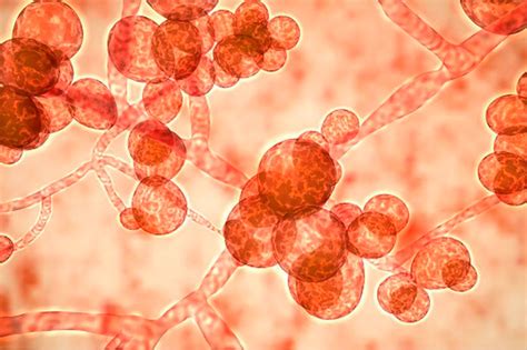Candida Auris El Otro Hongo Resistente A Los Antibióticos Que Amenaza