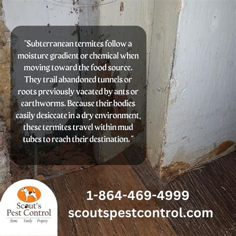 How To Identify Subterranean Termites If They Invade