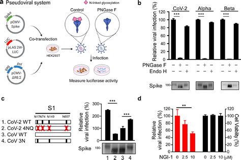 Targeting Conserved N Glycosylation Blocks SARS CoV 2 Variant Infection In Vitro EBioMedicine