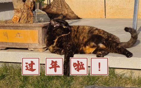 我带我们家雨来一起祝大家新年好 弓手冬郎 弓手冬郎 哔哩哔哩视频