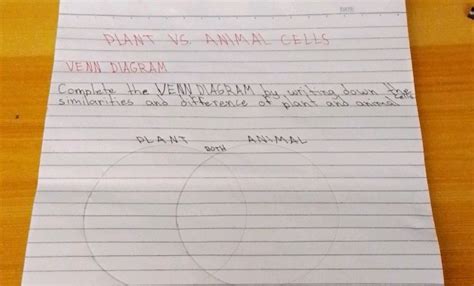 Plant Vs Anmal Cells Venm Diagram Complete Studyx