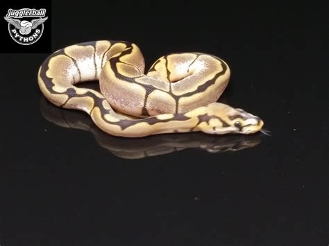 Scaleless Head Spider 100% Het Clown 50% Het Piebald Ball Python by jugglerball PYTHONS ...