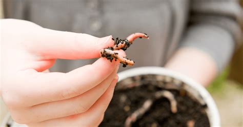 Invasive Jumping Worms Lecture Pbs Wisconsin Northern Gardener