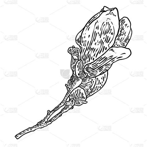 木兰花画。花卉植物学的素描从真正的树。黑白与线艺术孤立在白色背景。实景手绘玉兰花开插画。向量。