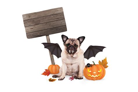 Pug 개 박쥐로 차려 입 할로윈 무서운 호박 랜 턴와 빈 나무 기호 10월에 대한 스톡 사진 및 기타 이미지 10월 가을