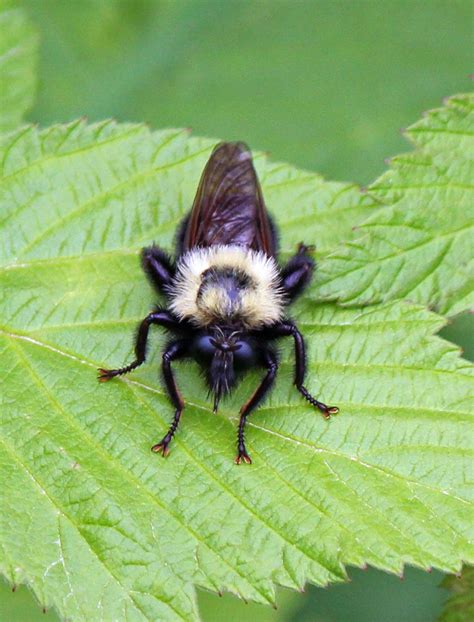 Wildlife Watching Wednesday The Predatory Bee Mimic Robber Fly