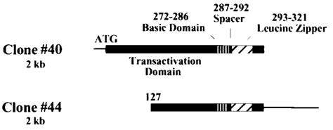 isolation of junb from a gal4 smad3 screen of a human keratinocyte