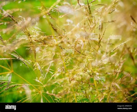 Agrostis Capillaris The Common Bent Colonial Bent Or Browntop The