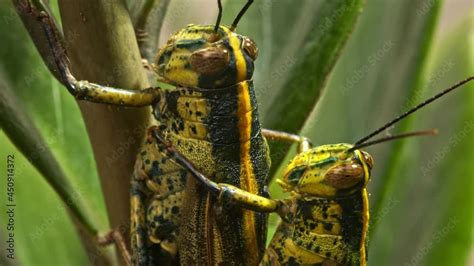 The Locust On The Branches Looks In Harmony With The Color Of The Leaves Locusts Have Caused