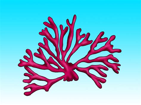 How To Draw A Coral Reef Step 5 Apps Directories