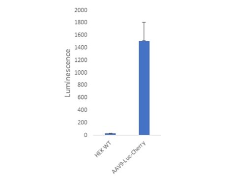 Aav9 Luciferase Mcherry