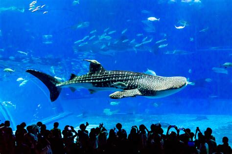 15 Largest Aquariums In The World