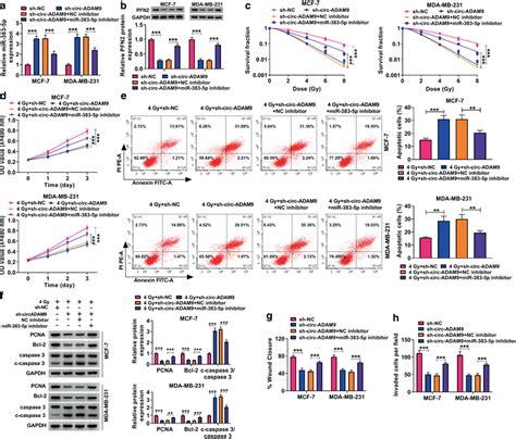Inhibition Of Circ Adam9 Mediated Effects On Breast Cancer Cells Were