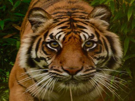 Rückkehr Des Tigers Wwf