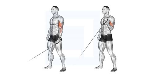 Cable One Arm Curl Guide Benefits And Form