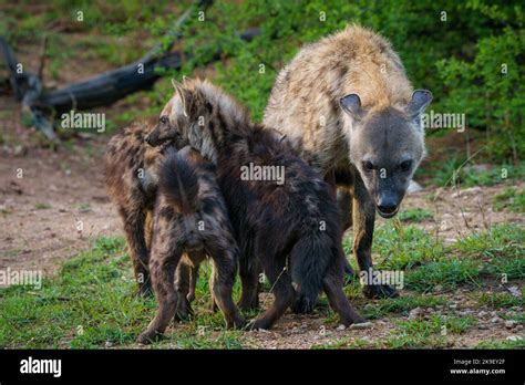 Spotted Hyena Or Laughing Hyena Crocuta Crocuta Cub And Adult