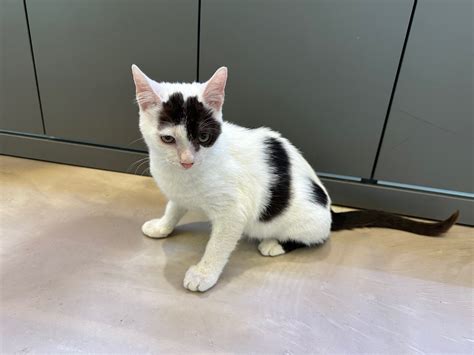 코리안숏헤어 까망이 미니비숑프리제성격 토이푸들성격 골든리트리버성격 래브라도리트리버성격 닥스훈트성격 도베르만성격 말티치성격 말티폼성격 보더콜리성격 프렌치불독성격 빠삐용성격