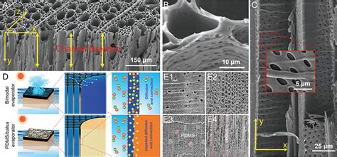 A Sem Image Of The Bimodal Porous Structure Of Basswood Cross Section