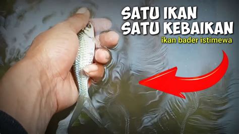 MANCING IKAN TAWES SIRIP MERAH IKAN BADER DI SPOT LAMA YANG