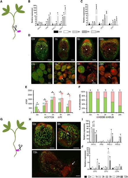 Insight Into The Control Of Nodule Immunity And