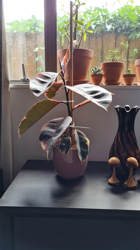 Ficus Elastica Ruby Drooping Leaves Help R Plantclinic