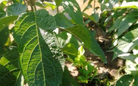 杜仲种子怎么种植 蜜源植物 酷蜜蜂