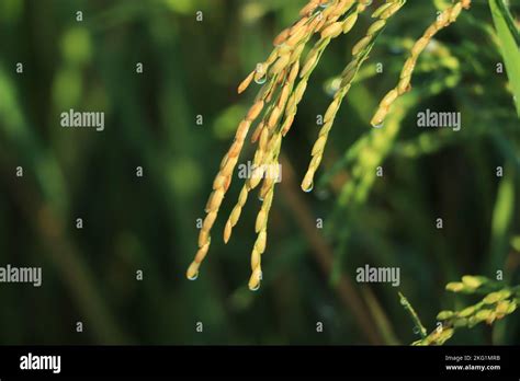 Close Up To Thai Rice Seeds In Ear Of Paddybeautiful Golden Rice Field