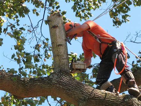 Austin Texas Tree Trimming Services