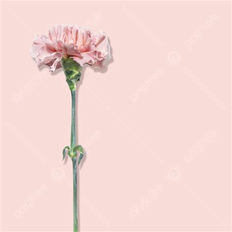 粉紅色背景中的粉紅色康乃馨花 帶複製空間 照片圖桌布圖片免費下載 Pngtree