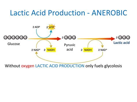 Cellular Respiration Ppt Download