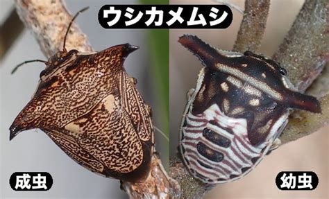 ウシカメムシ飼育セット チャンネルF