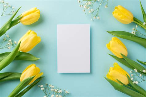 여성의 날 구성 노란색 튤립 흰색 석고 필라와 빈 공간이있는 고립 된 파스텔 블루 배경에 종이 시트의 상단 보기 사진 3월에 대한 스톡 사진 및 기타 이미지 Istock