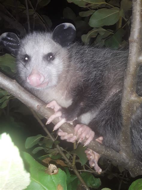 Mary The Possum Hanging Out In The Help Cat Sanctuary