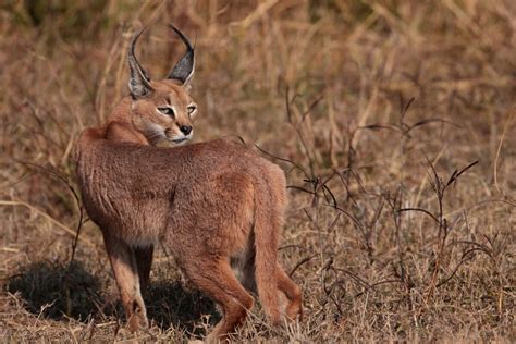 Caracals Inch Towards Extinction