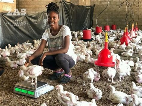 Budget For Rearing 100 Broiler Chickens 2023 Broiler Chicken