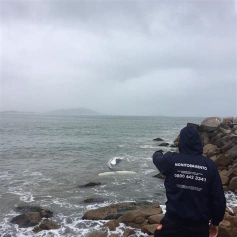 Filhote de baleia jubarte é encontrado morto em praia no Sul de SC