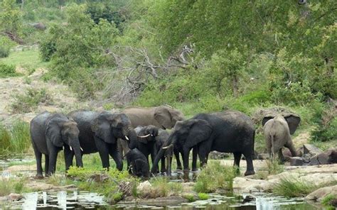After Poacher Free Decade Elephant Toll In Kruger Rockets From 2 To 19