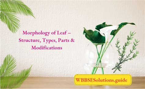 Morphology Of Leaf Structure Types Parts And Modifications Wbbse Solutions