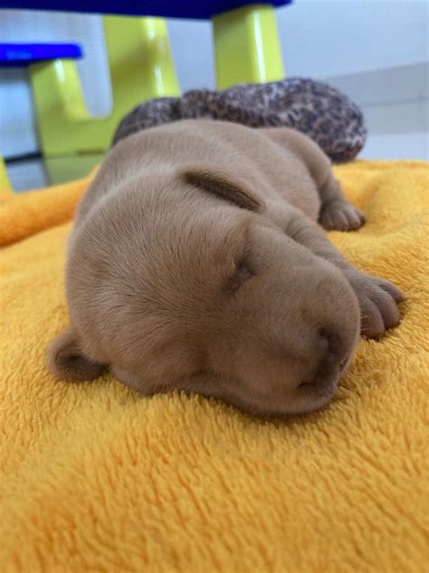 Filhote de cachorro é resgatado em bueiro no Setor Sul animal precisa de lar