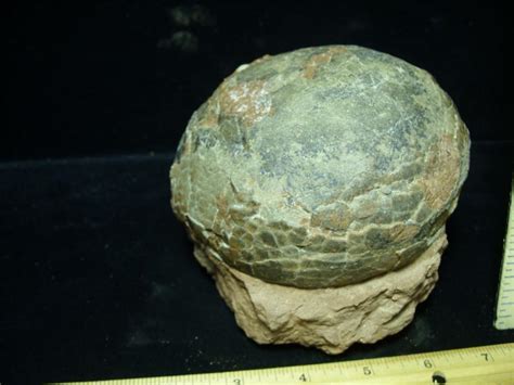 Hadrosaur Dinosaur Egg 100220m The Stones And Bones Collection
