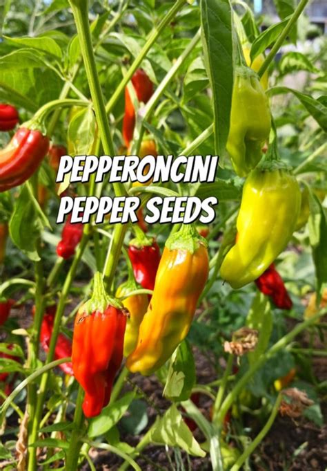 Pepperoncini Pepper Seeds Etsy