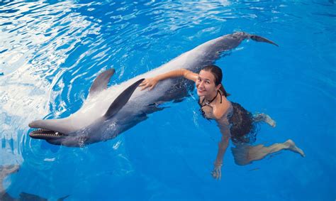 Nager Avec Des Dauphins Règles Et Conseils