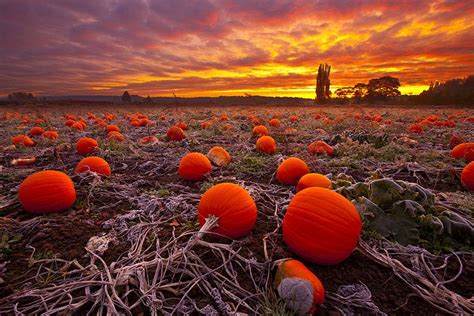 Superbes Photos De Couleurs Dautomne Pumpkin Field Autumn Landscape