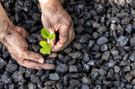 Hands Of A Miner Planting A Green Plant On A Coal Heap Environmental